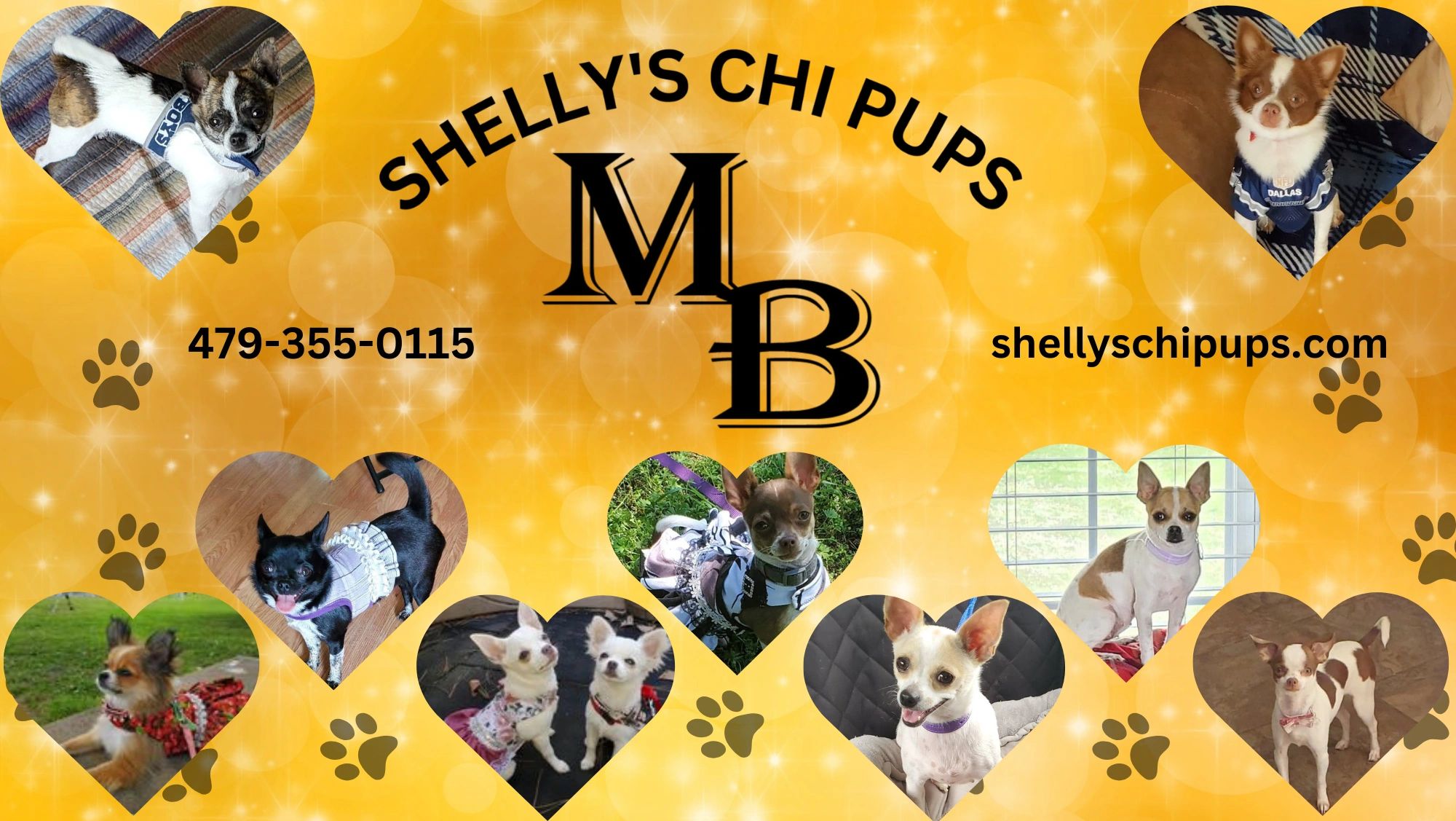 Shelly's Chi Pups - Puppies for Sale, Breeder, Registered Chihuahua Puppies