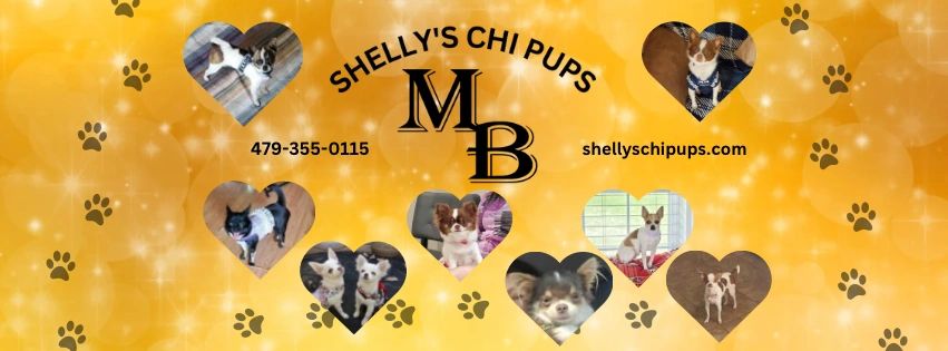 Shelly's Chi Pups - Puppies for Sale, Breeder, Registered Chihuahua Puppies