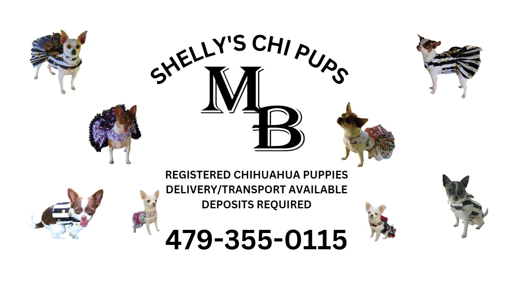 Shelly's Chi Pups