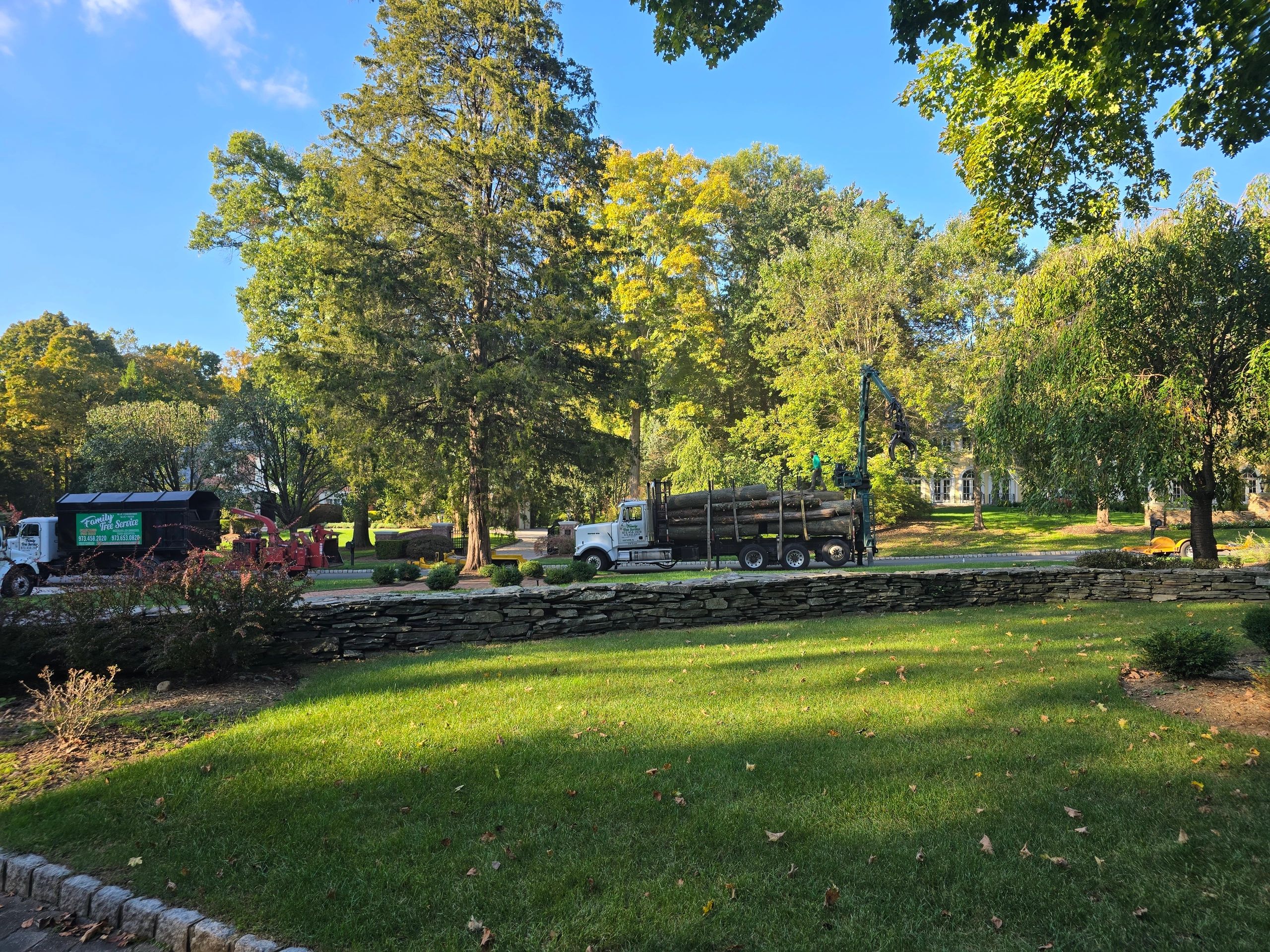 Tree Services | Family Owned & Expert Arborist Services