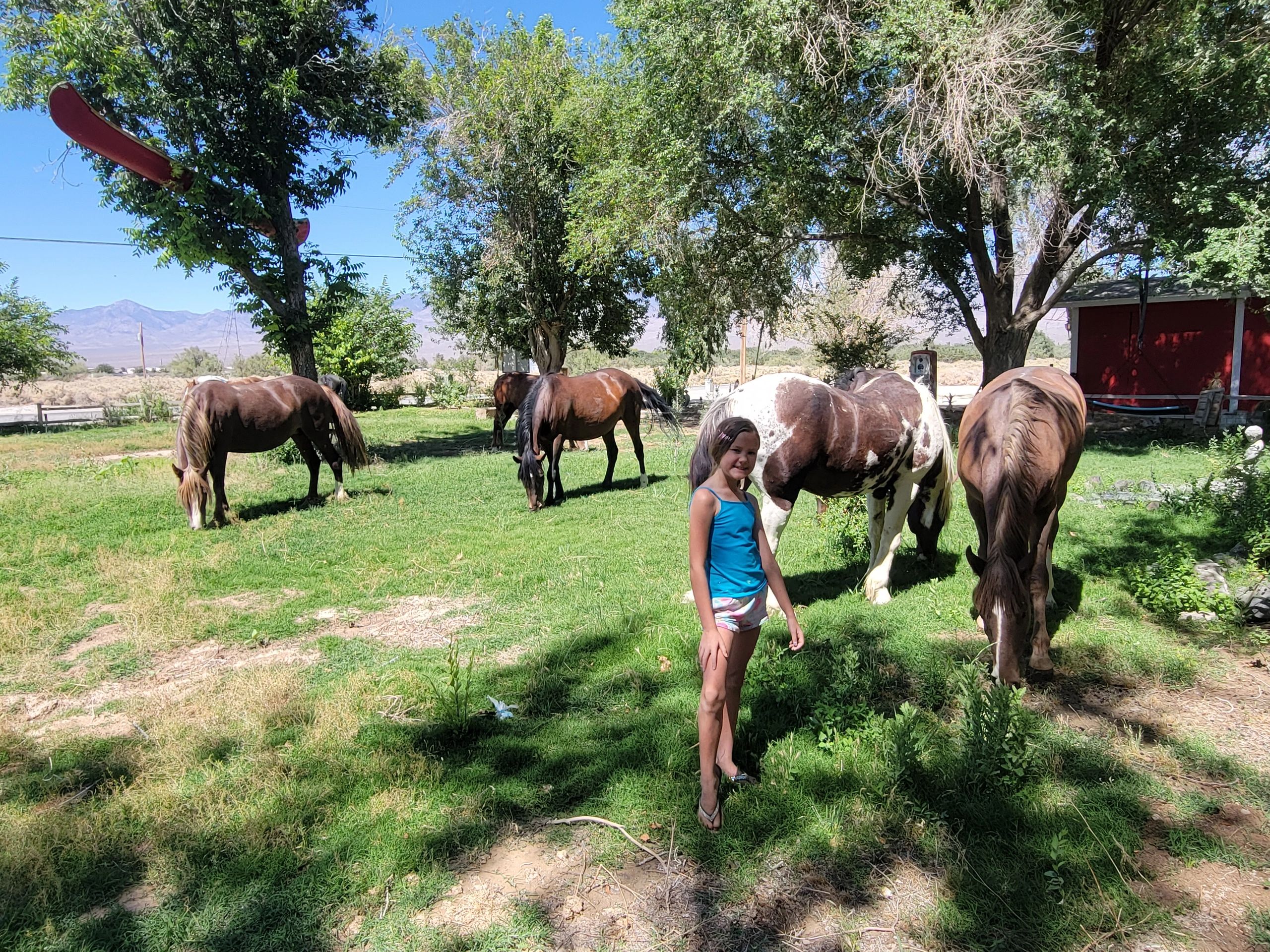 Petting Zoo Experience Nature Health Farms petting-zoo-experience-nature-health-farms