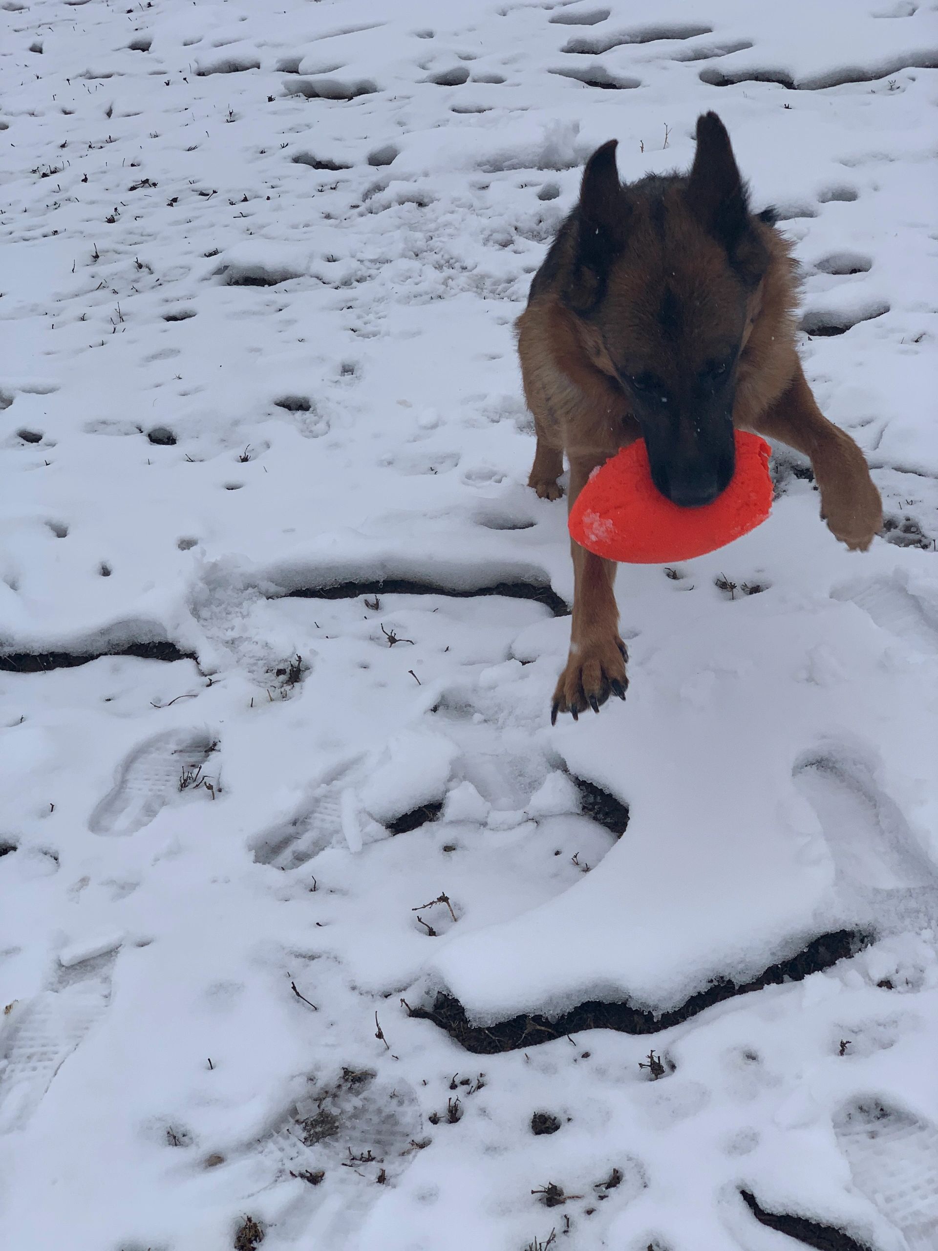German Shepherd Service Dogs