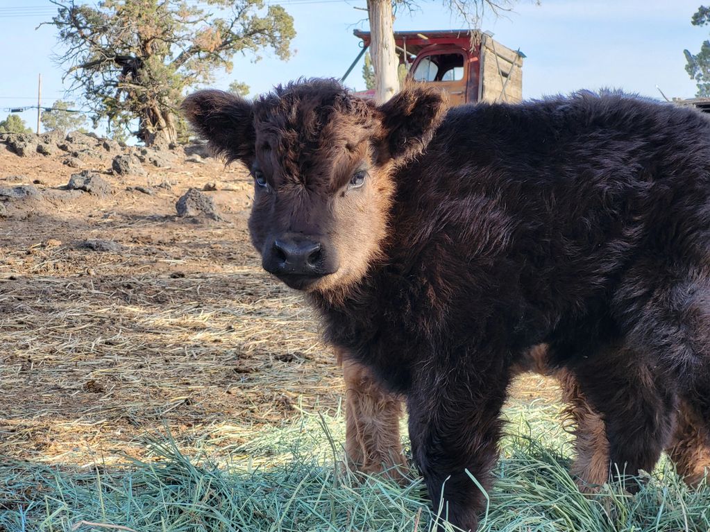 Calves for sale | Half Pint Highlands