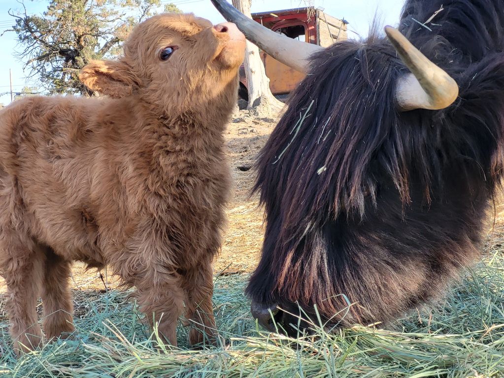 Calves for sale | Half Pint Highlands