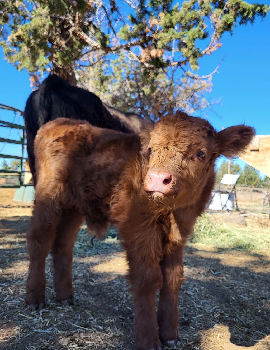 Calves for sale | Half Pint Highlands