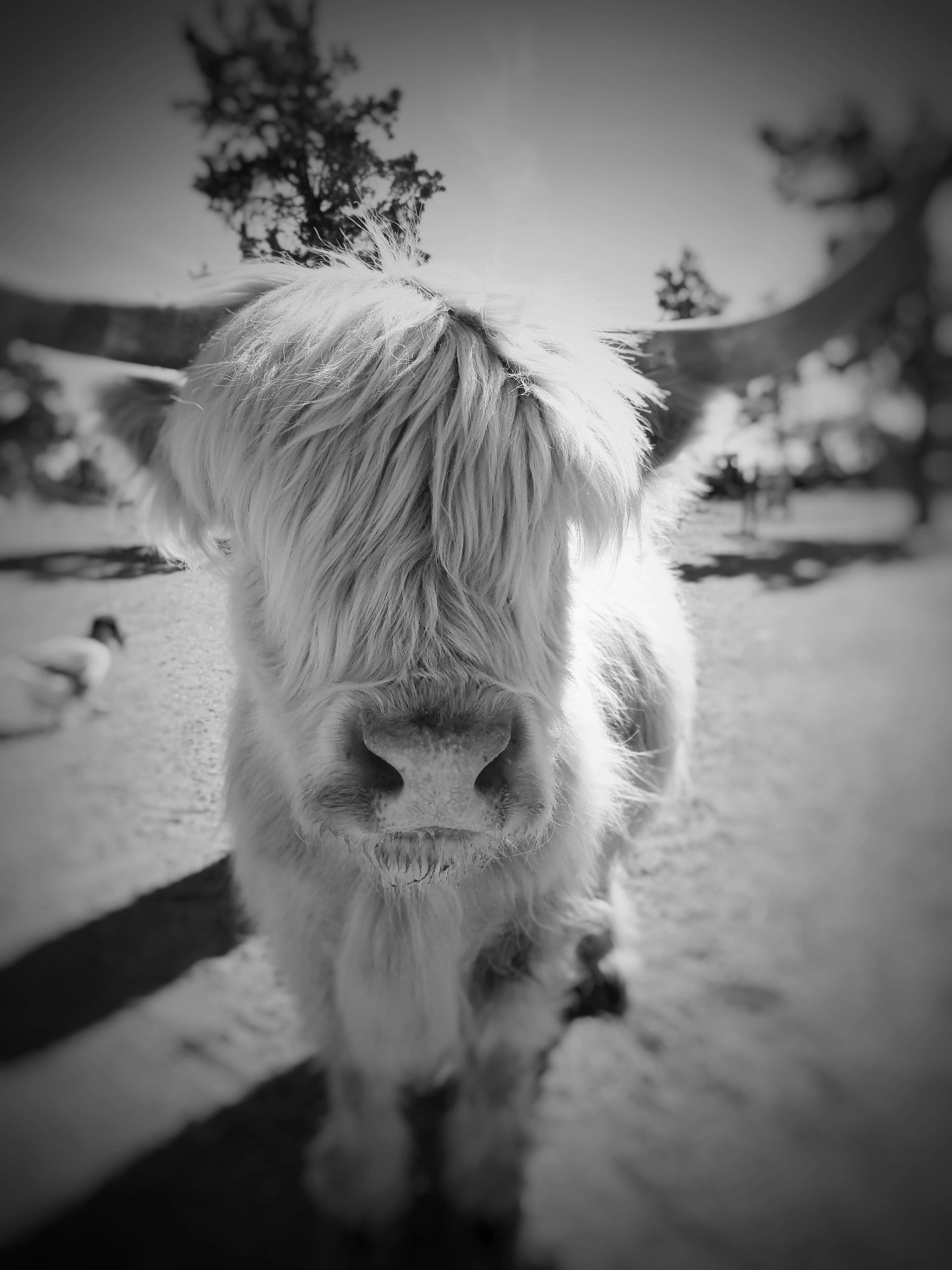 Mini Highland Cows - Half Pint Highlands