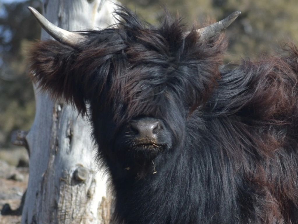 Our cows | Half Pint Highlands