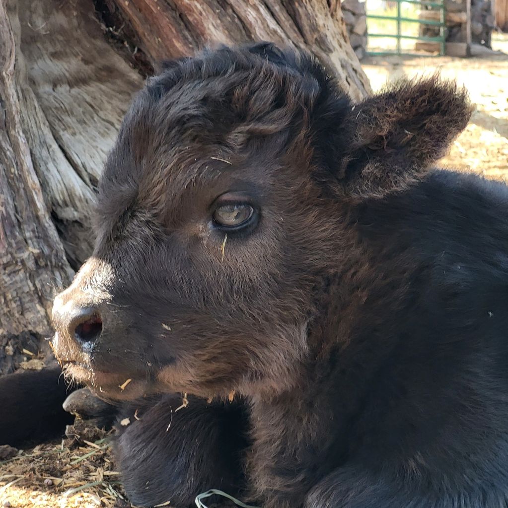 Calves for sale | Half Pint Highlands