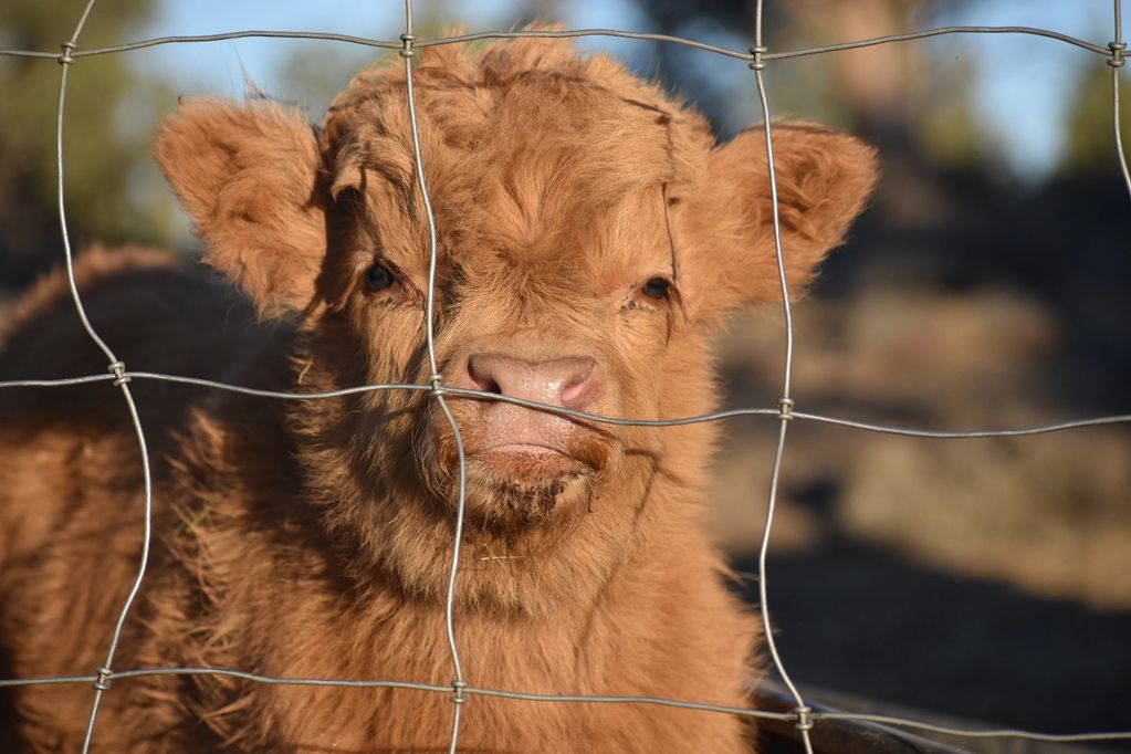 Calves for sale | Half Pint Highlands