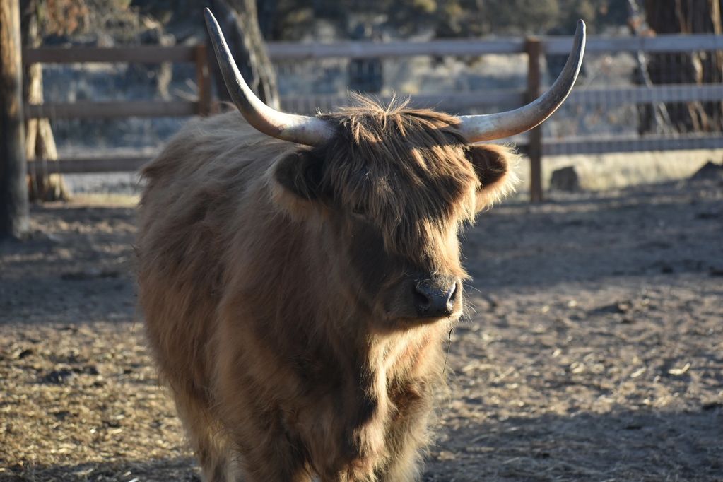 Our cows | Half Pint Highlands