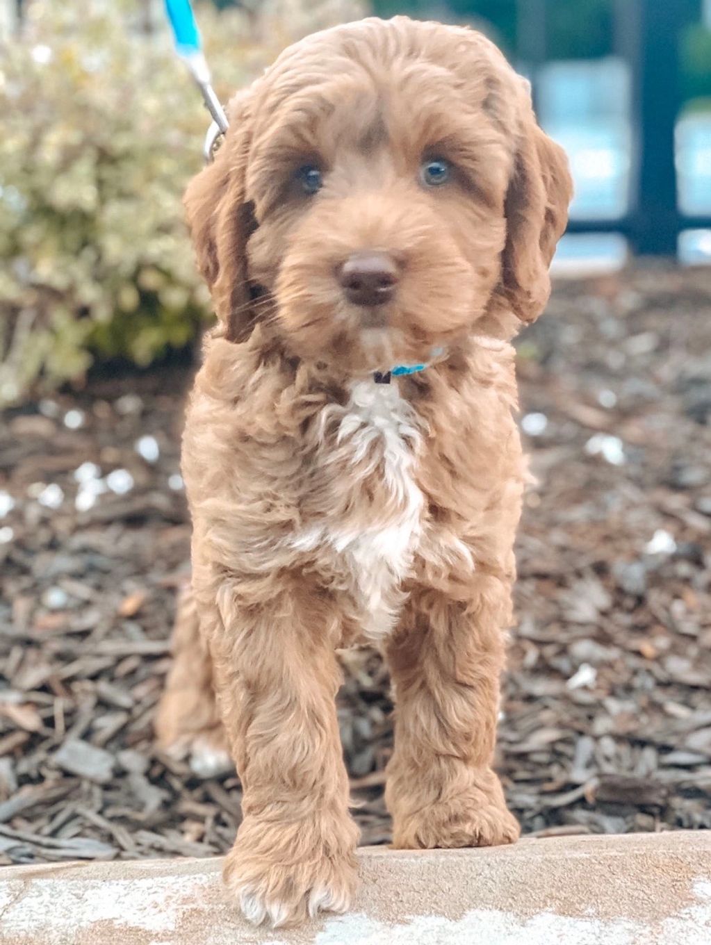 Our Boys | SOUTHERN MEADOWS Australian Labradoodles