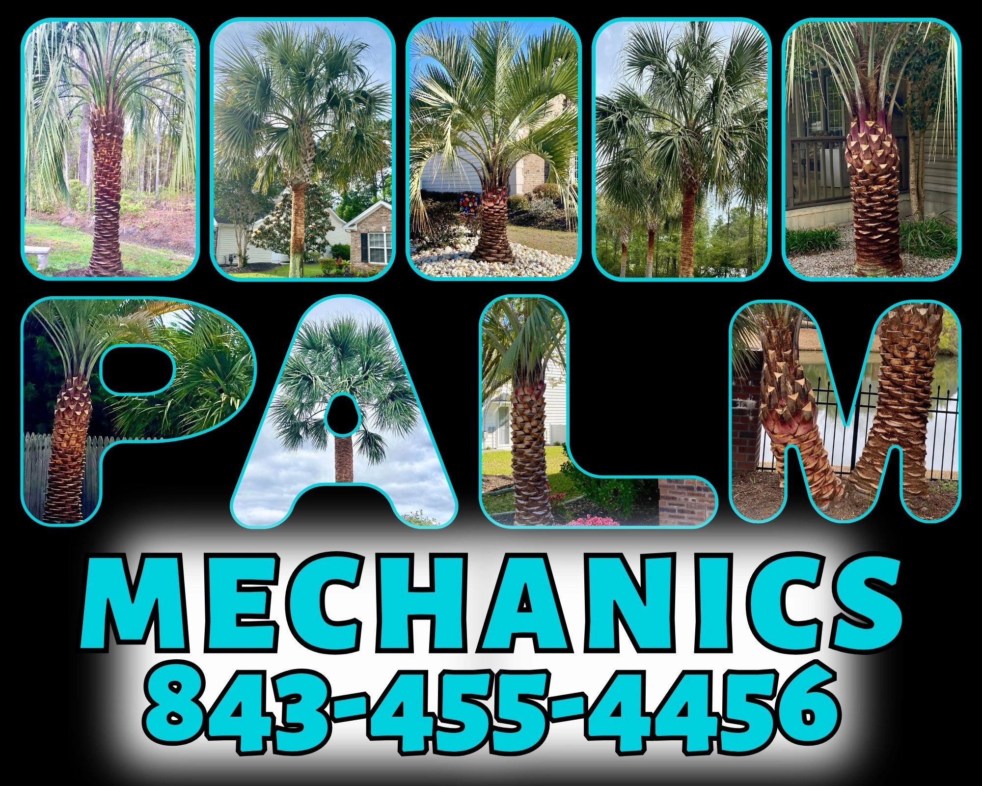 Expert Palm Tree Maintenance & Fertilization