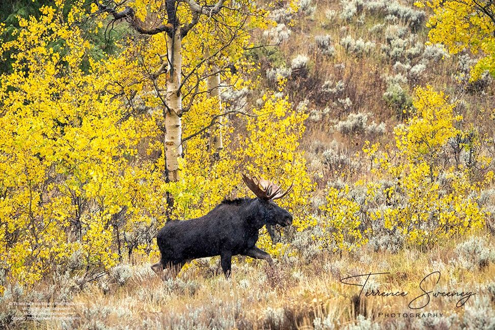 "Big Bull Moose in a Little Bit Rain" | Bull Moose in Fall Rut | Grand ...