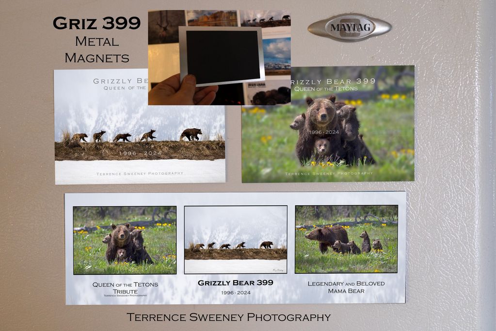Wildlife and Scenic Photography - Terrence Sweeney Photography