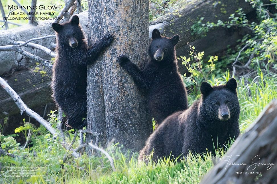 Wildlife and Scenic Photography - Terrence Sweeney Photography