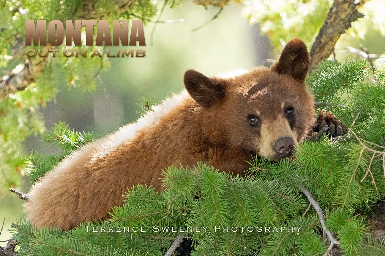 Wildlife and Scenic Photography - Terrence Sweeney Photography