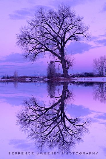Wildlife and Scenic Photography - Terrence Sweeney Photography