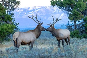Wildlife and Scenic Photography - Terrence Sweeney Photography