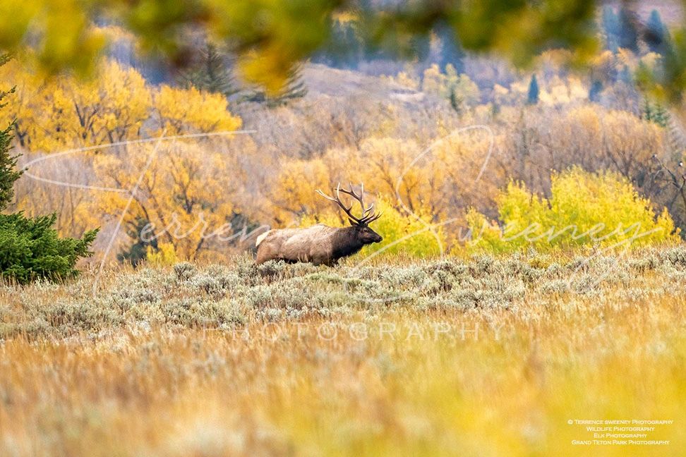 "Fall Window" | Bull Elk in Fall Rut | Grand Teton National Park
