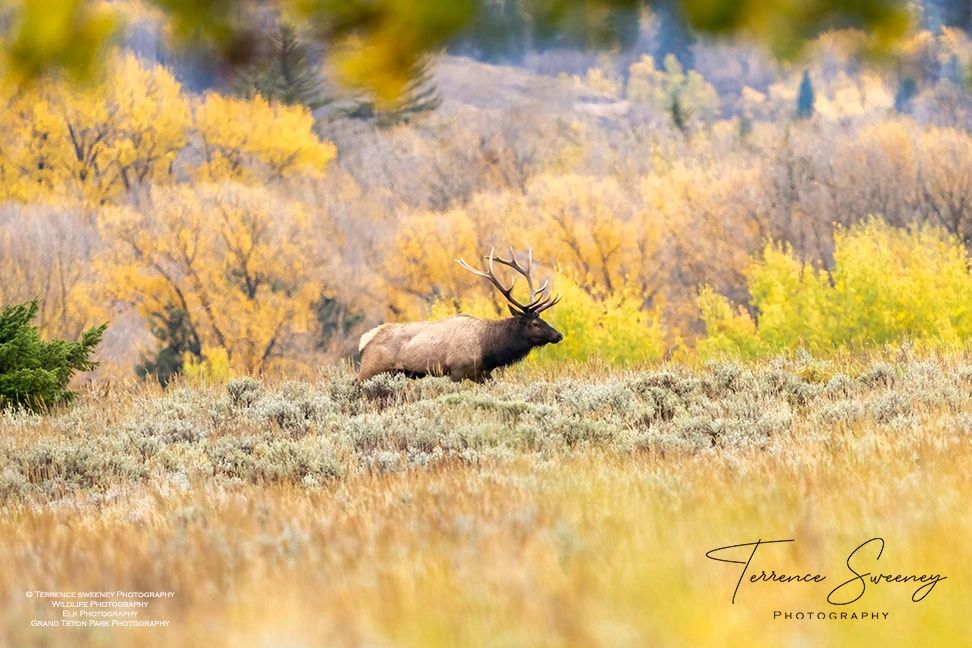"Fall Window" | Bull Elk in Fall Rut | Grand Teton National Park