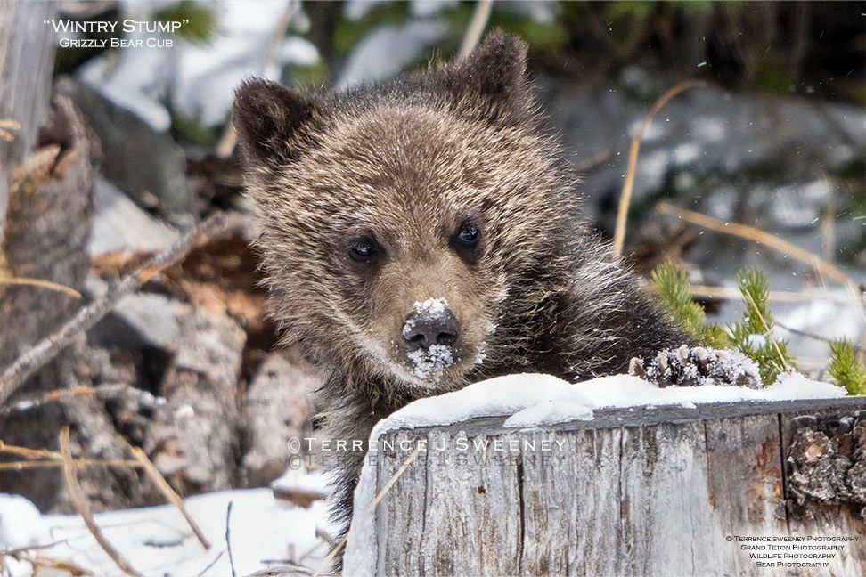 "Wintry Stump" | Grizzly Cub | Felicia's Cub | Grand Teton National Park
