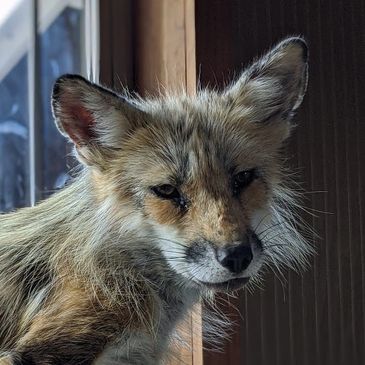 Meet our Foxes | Walking Wild Fox Rescue and Wolf Dog Sanctuary