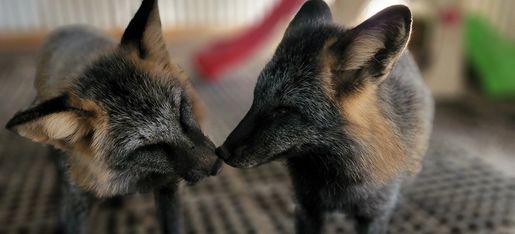 Walking Wild Fox Rescue and Wolf Dog Sanctuary - Home