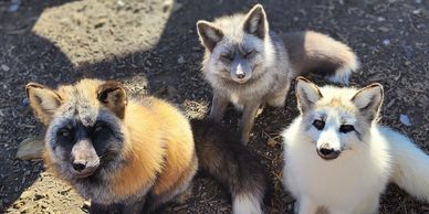 Walking Wild Fox Rescue