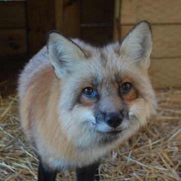Meet our Foxes | Walking Wild Fox Rescue and Wolf Dog Sanctuary