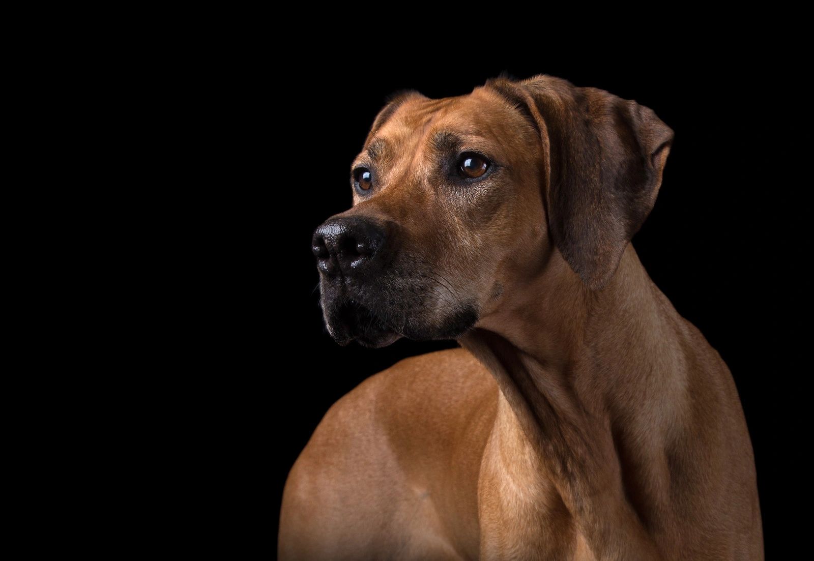Top Rhodesian Ridgeback Breeders in Michigan