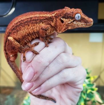 Wild Things Exotic Animals