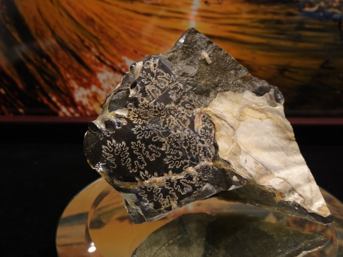 Baculites compressus, Pierre Shale Formation, Elk Creek, South Dakota ...