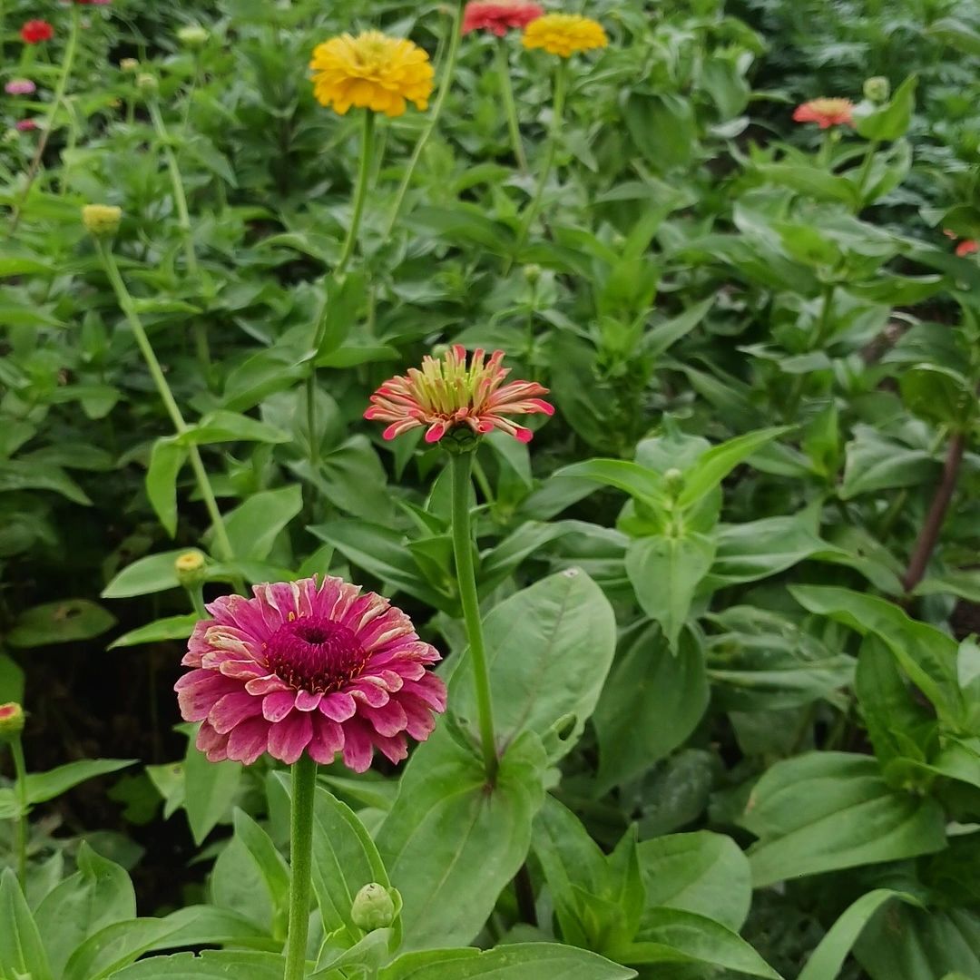 Beautiful Wedding Flowers | Meade Farms