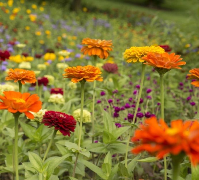 About Us | Meade Farms