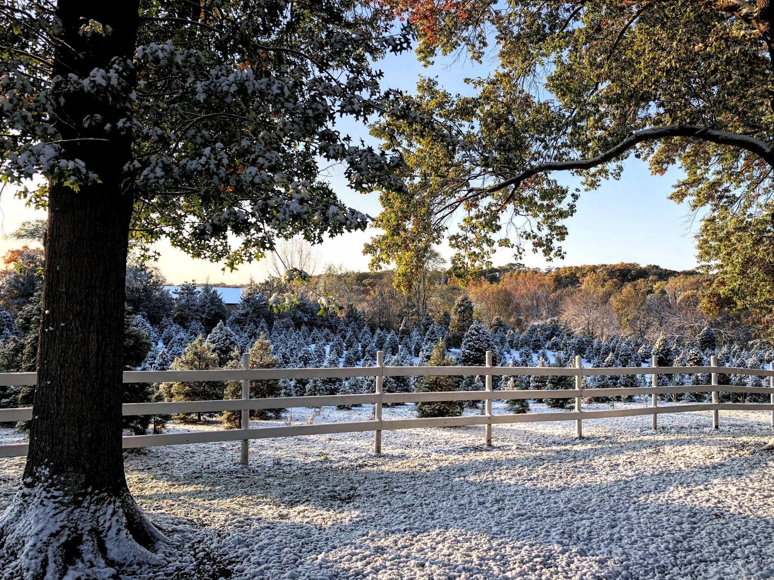 Midland Holiday Pines