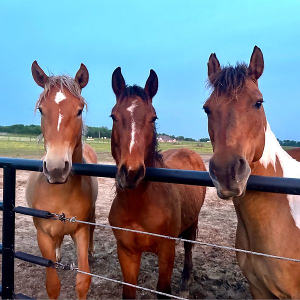 Hillview Farm & Stables