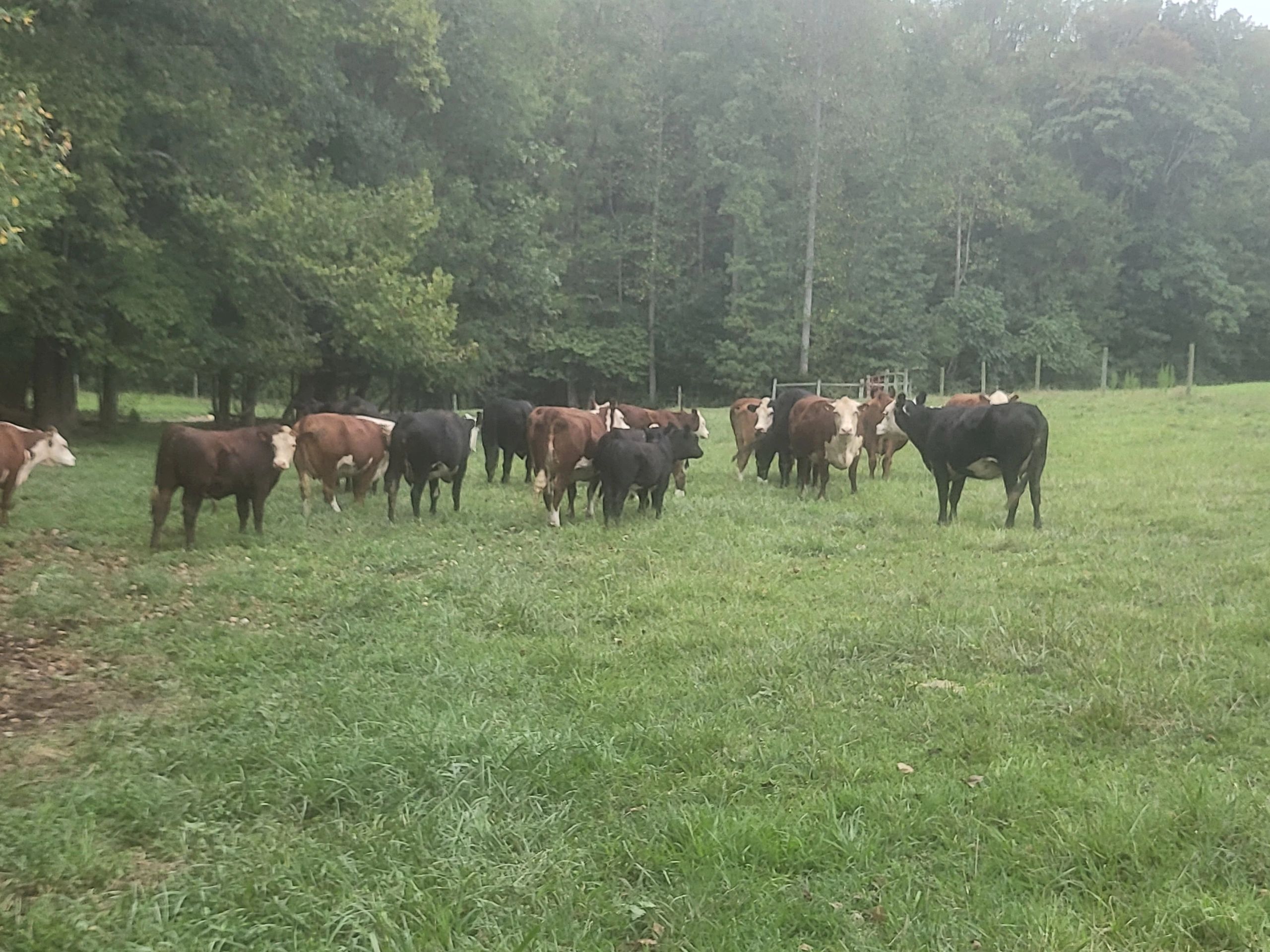 The Cobb Family Farm