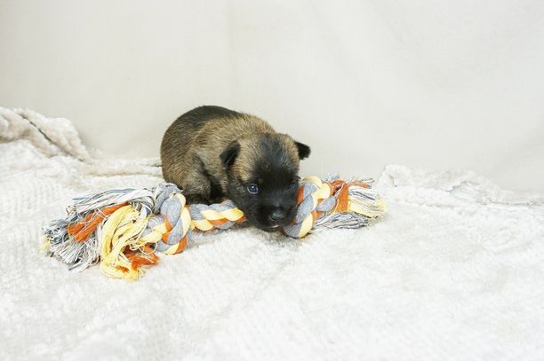 Cairn Terrier Puppies for Sale-Adopt a Cairn Terrier Puppy | Puppy Tailz