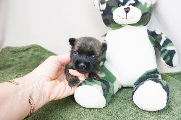 Cairn Terrier Puppies for Sale-Adopt a Cairn Terrier Puppy | Puppy Tailz