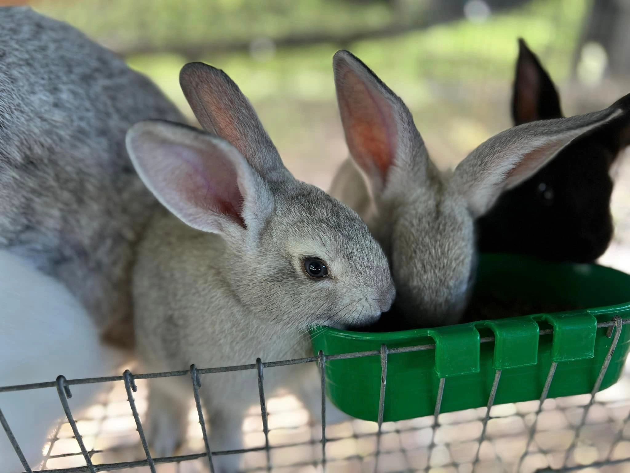 Pedigree Rabbits - EZ Living Farm