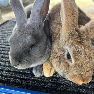 New Zealand Meat Rabbits