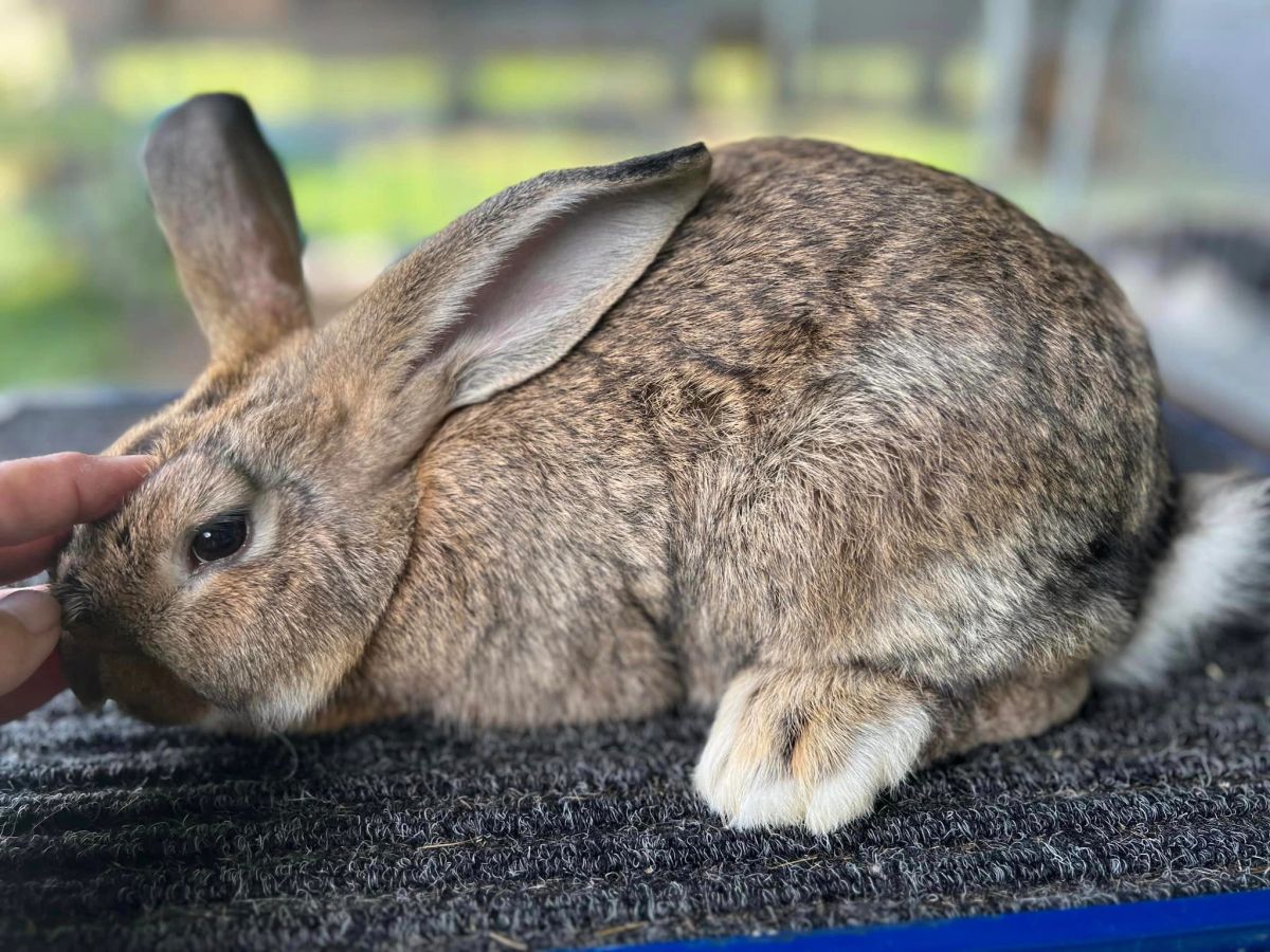 Tamuk / New Zealand Cross rabbits