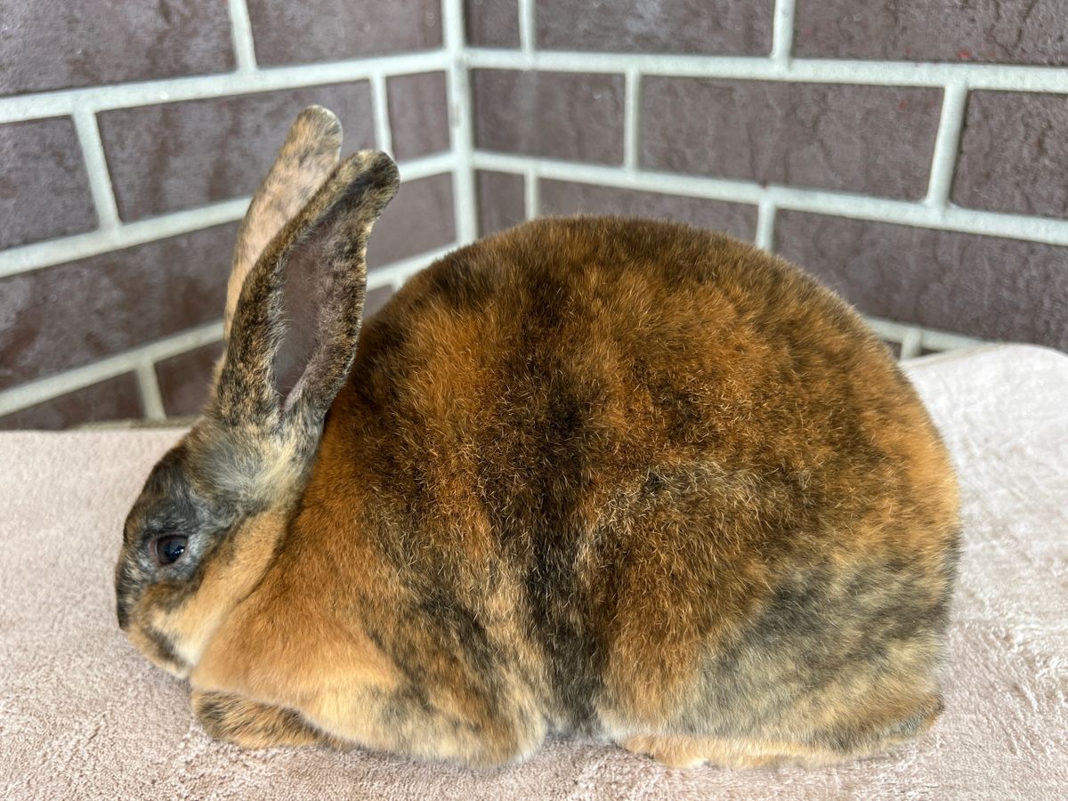 Full Pedigree Rex Rabbits - Non-Showable