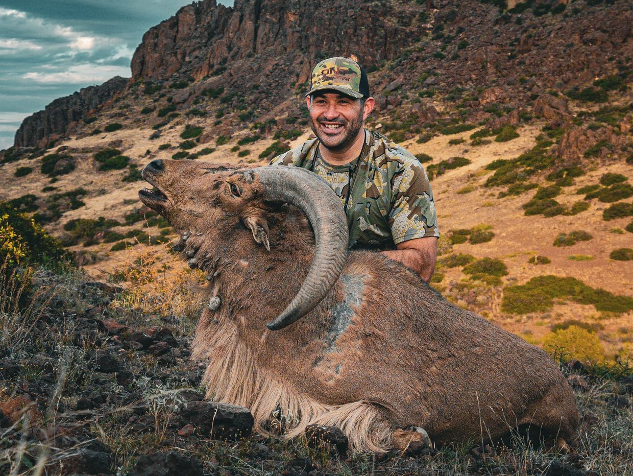 Ahrens Ranch & Wildlife, LLC. - Free Range Aoudad Hunting, Barbary ...