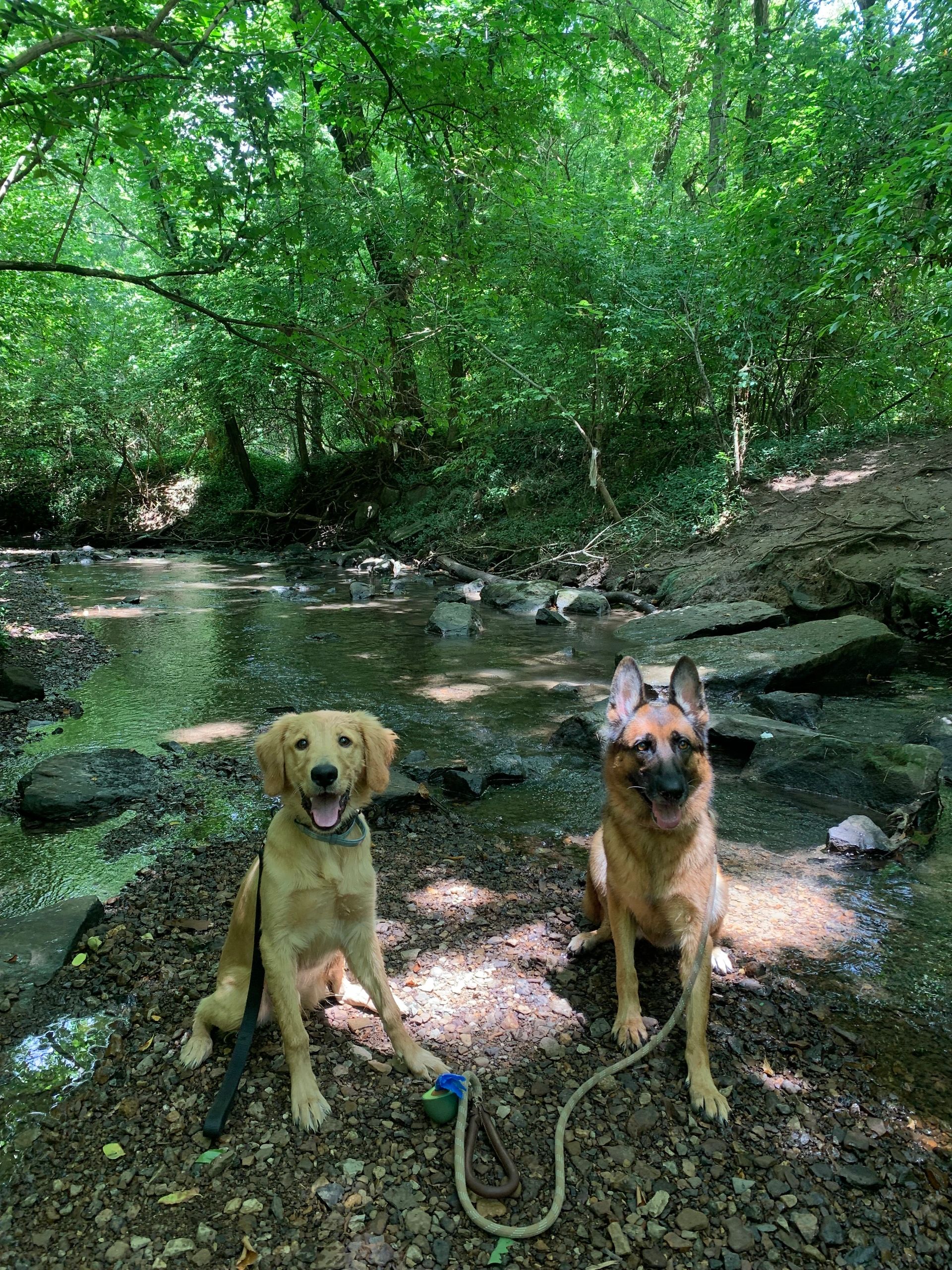 American Canine, BALANCED Dog Training