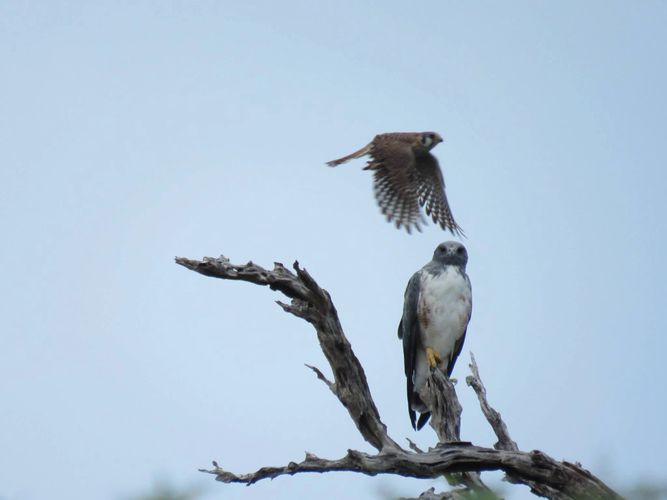 Birding Guide Curacao - Birding, Bird Watching, Guide | Birding Guide ...