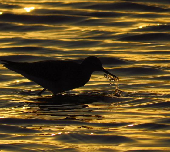 Birding Guide Curacao - Birding, Bird Watching, Guide | Birding Guide ...