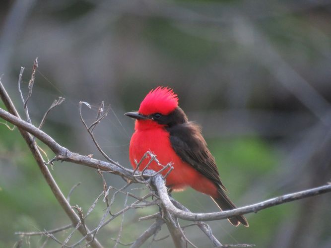 Birding Guide Curacao - Birding, Bird Watching, Guide | Birding Guide ...