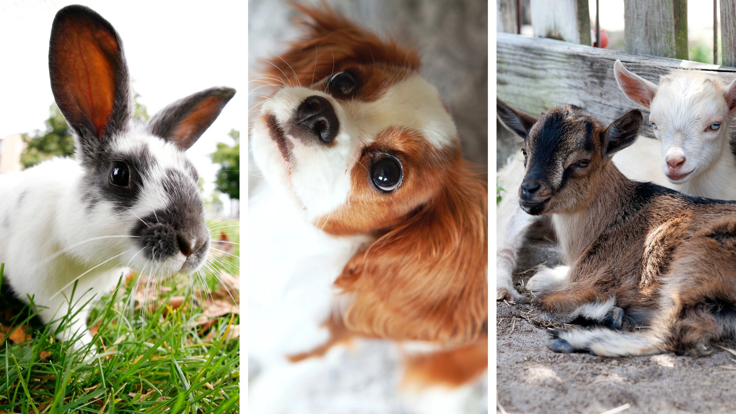 Summers' Landing - Pet Breeder, Bunnies & Puppies