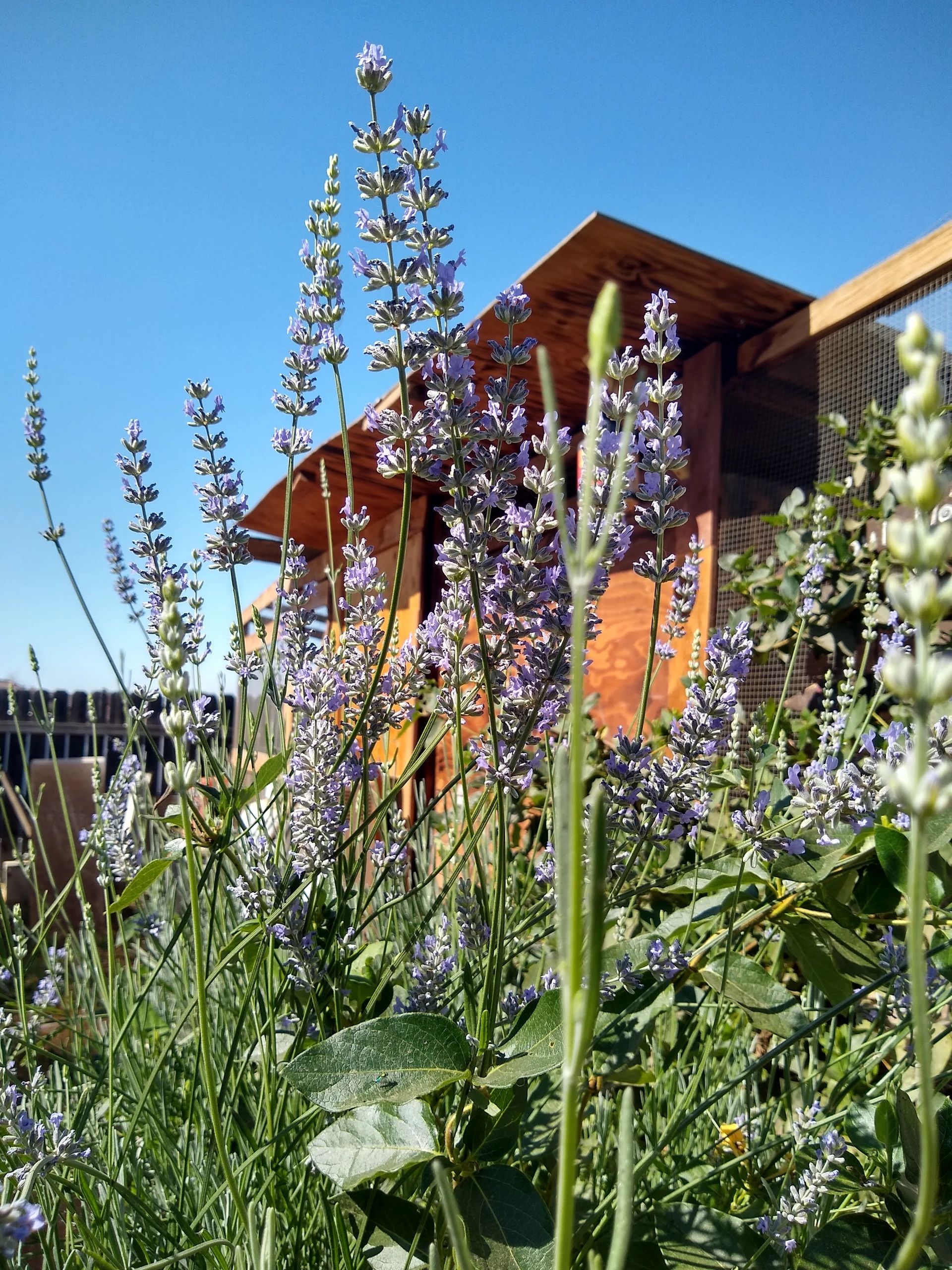 Experience the Beauty of a Backyard Homestead Garden